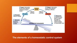 5. Homeostasis.pptx | Endocrine and Metabolic Diseases | Diseases and ...