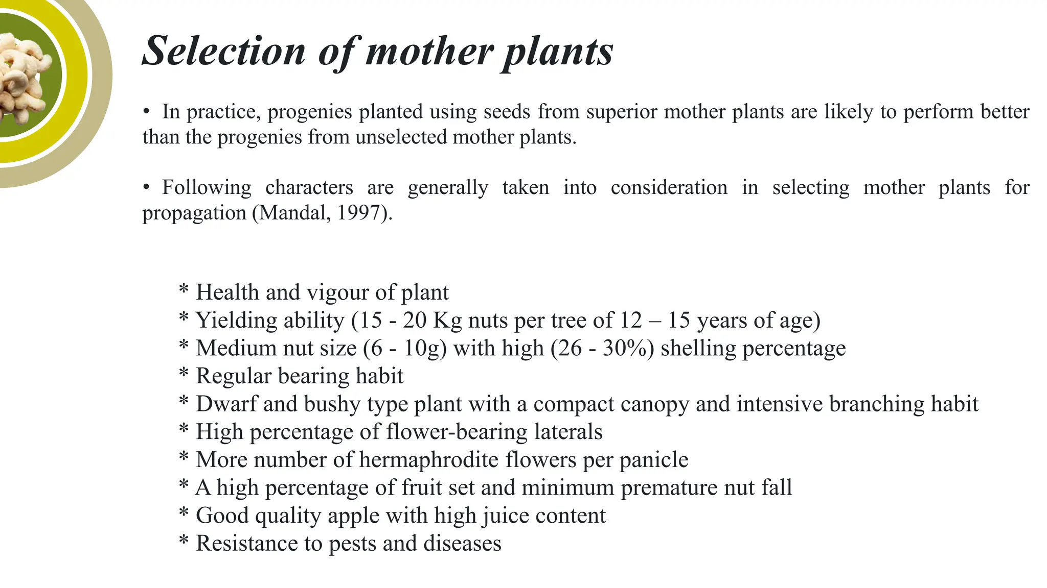 Cashew Propagation and Nursery Management | PDF