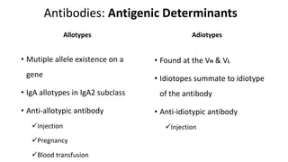 5. B cell effector mechanisms and antibodies - Presentation Martin ...