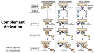 5. B cell effector mechanisms and antibodies - Presentation Martin ...
