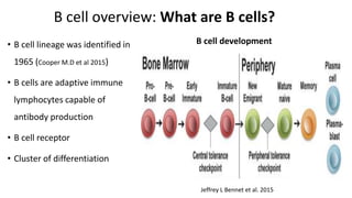 5. B cell effector mechanisms and antibodies - Presentation Martin ...
