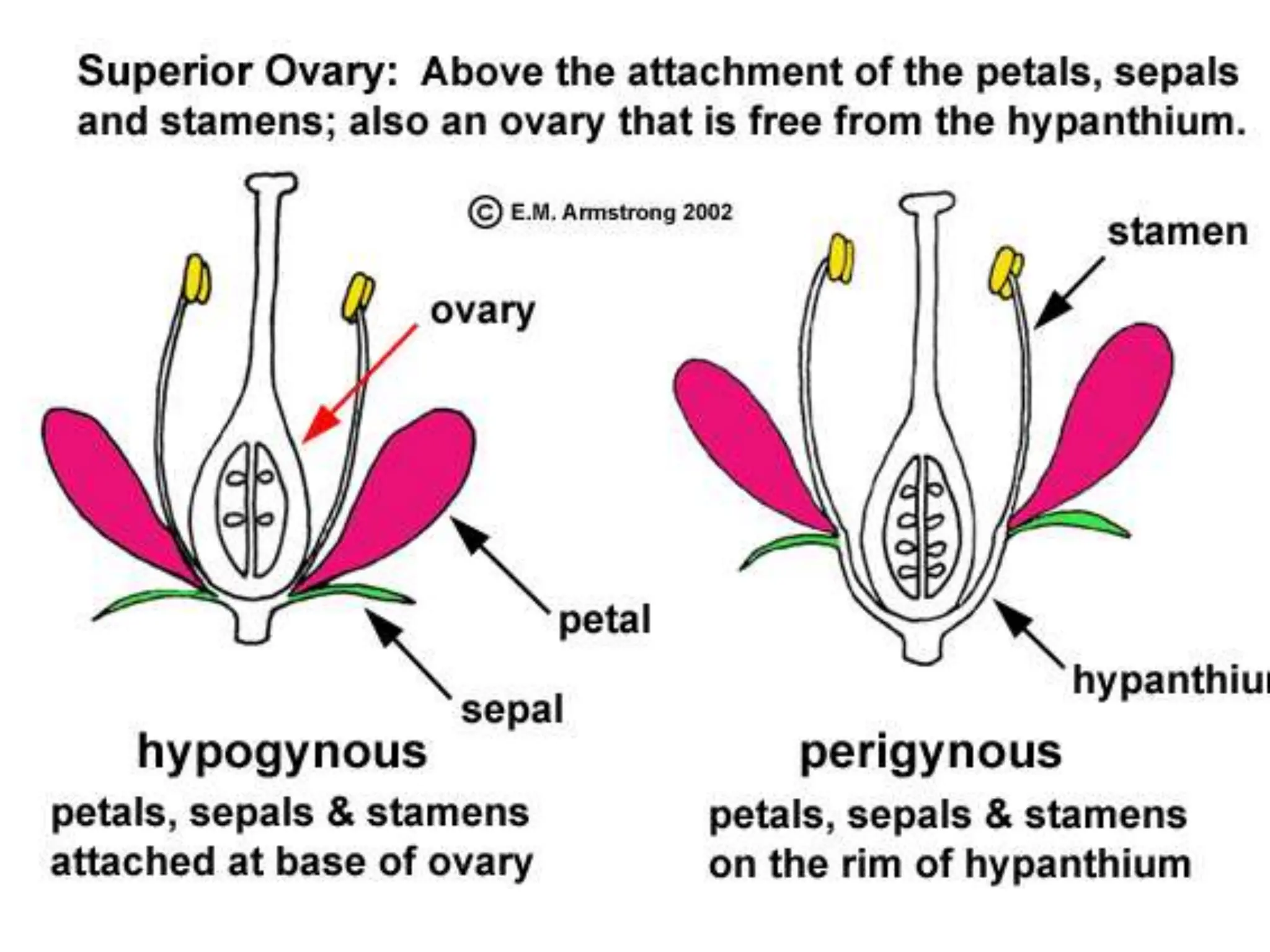 5. Classification of Fruits according to types.pptx
