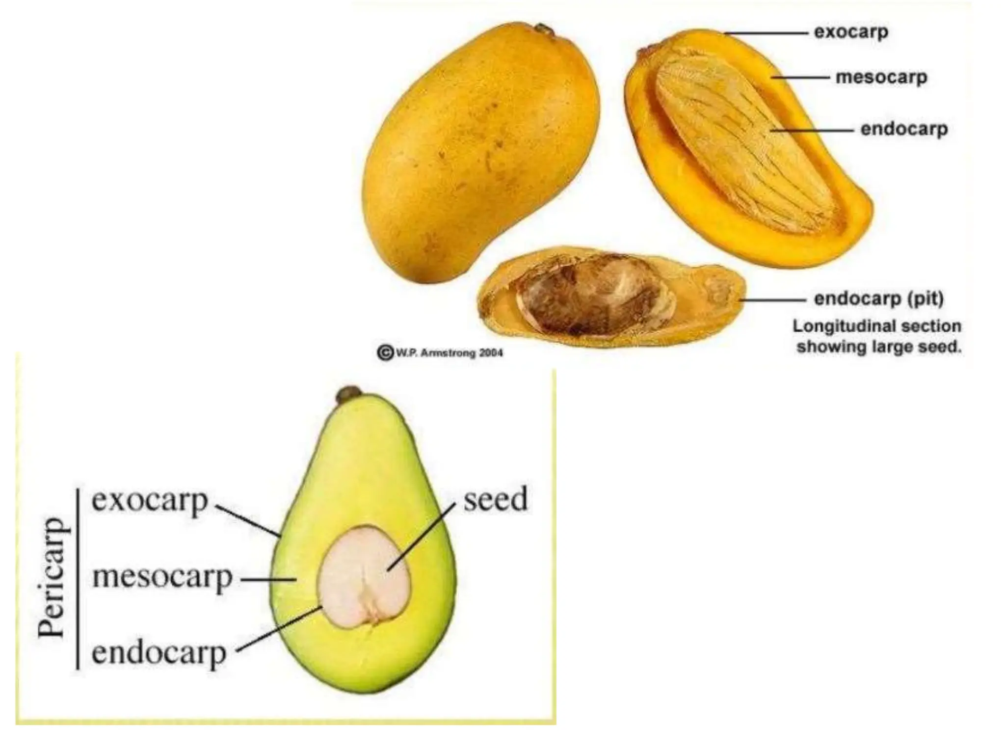 5. Classification of Fruits according to types.pptx