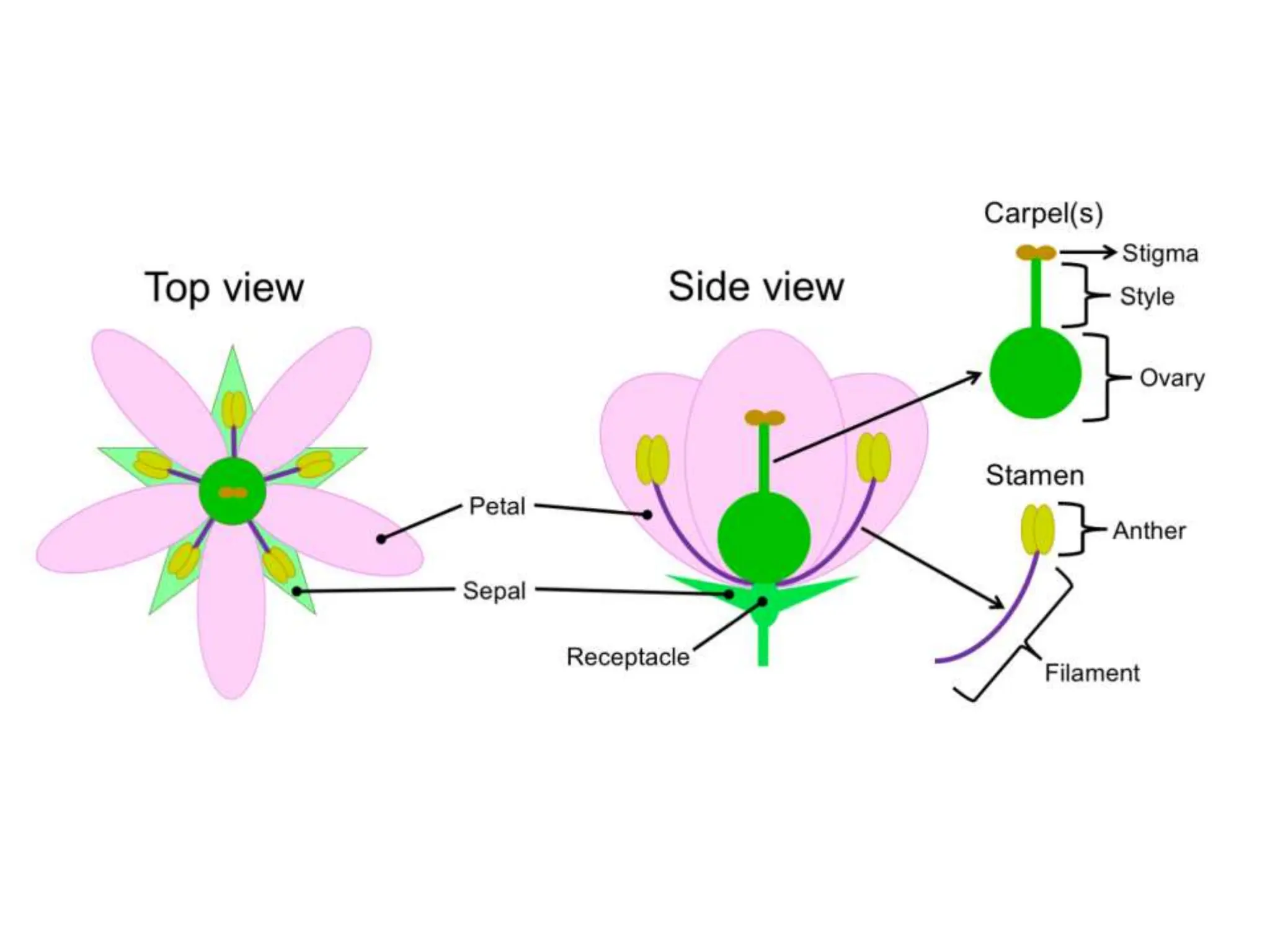 5. Classification of Fruits according to types.pptx