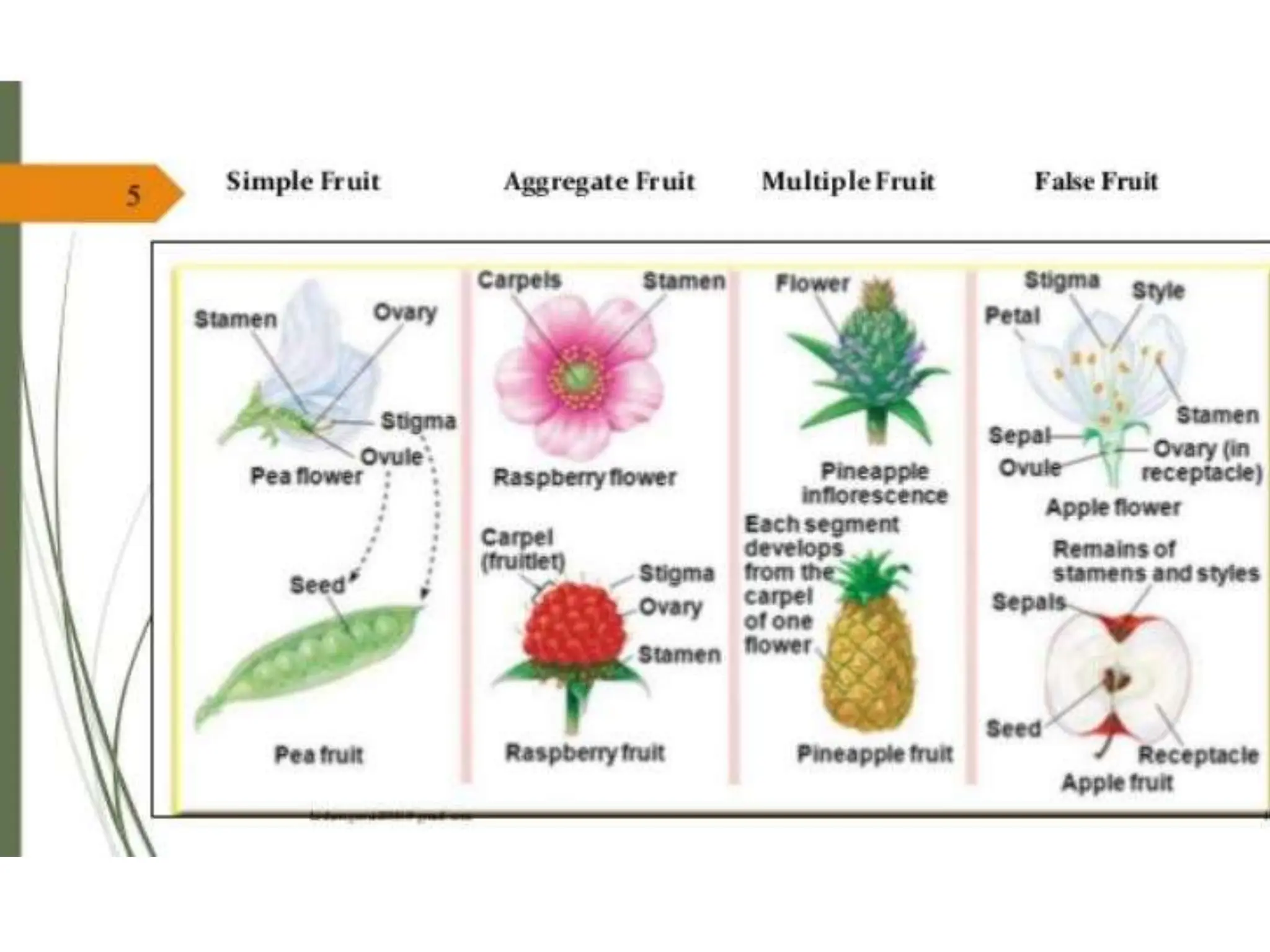 5. Classification of Fruits according to types.pptx