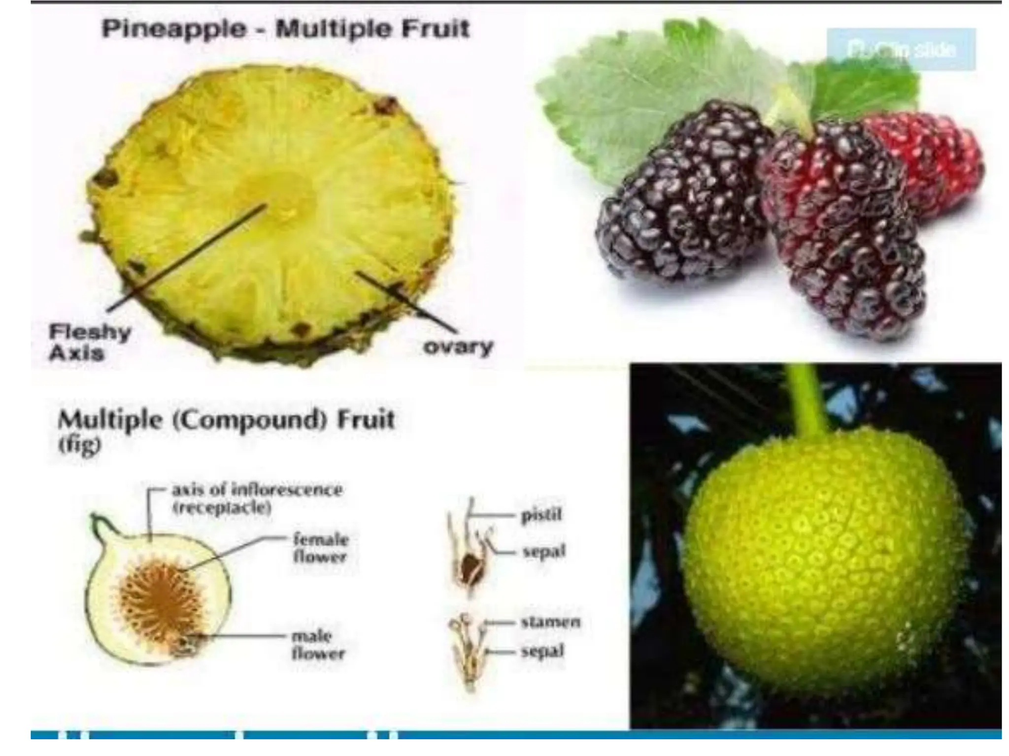 5. Classification of Fruits according to types.pptx