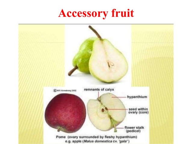 5. Classification of Fruits according to types.pptx