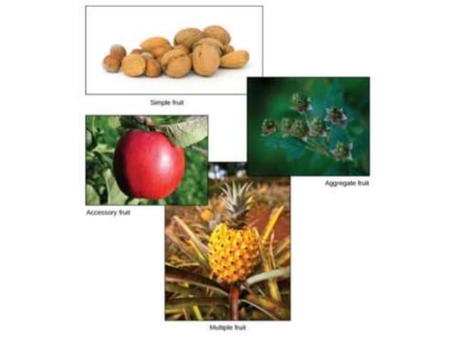 5. Classification of Fruits according to types.pptx