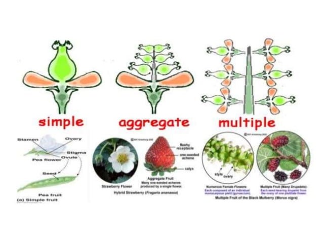 5. Classification of Fruits according to types.pptx