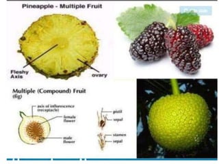 5. Classification of Fruits according to types.pptx