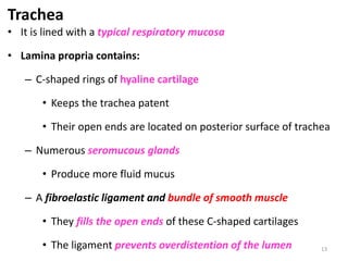 5. Histology of Respiratory System.pptx