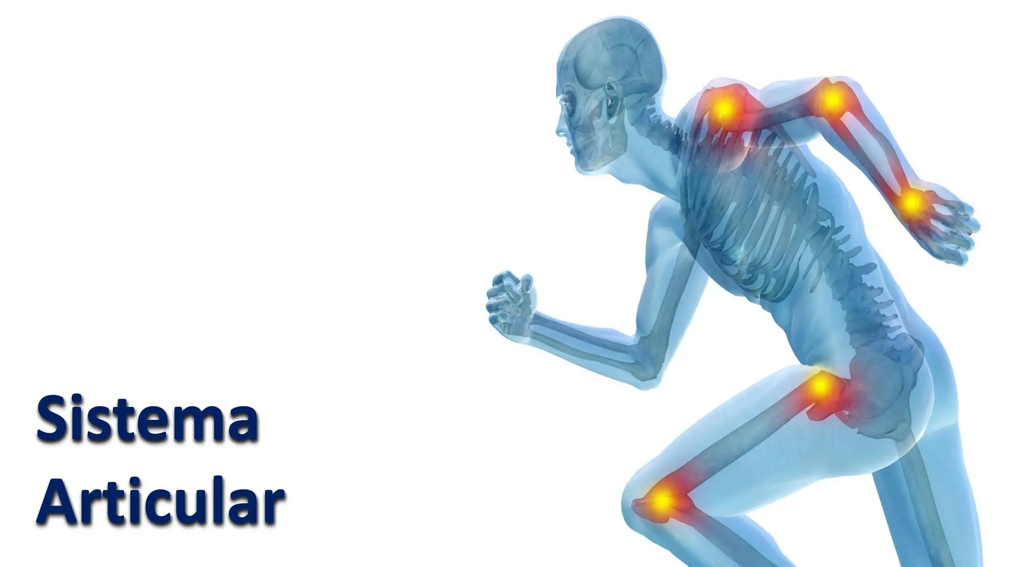 Aparato locomotor - Sistema Osteoarticular | PDF