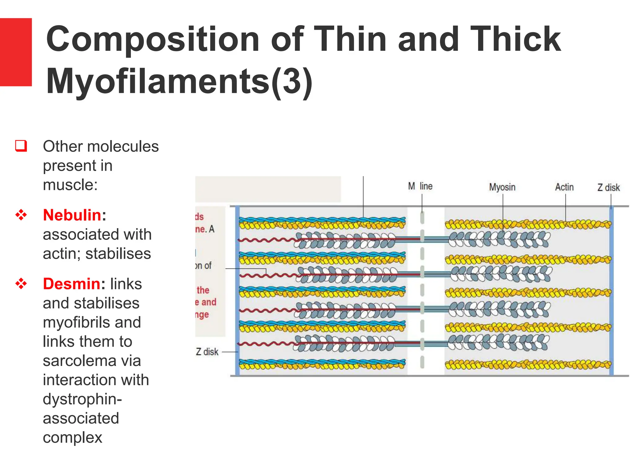 5.Muscle tissue.pptx cell and tissue organization | PPTX