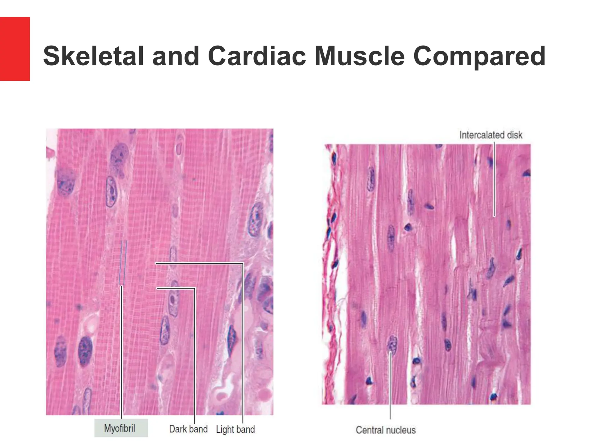 5.Muscle tissue.pptx cell and tissue organization | PPTX