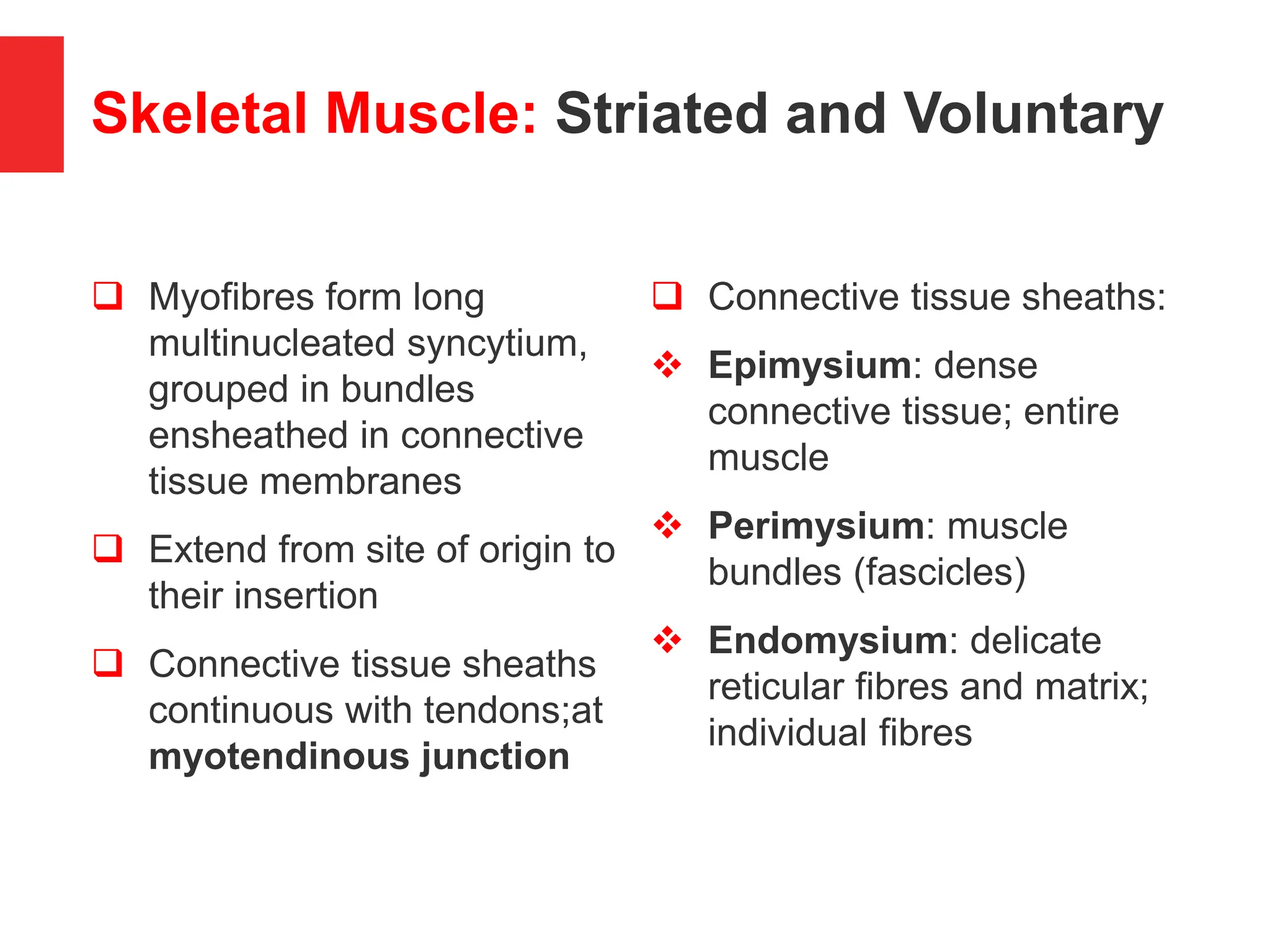 5.Muscle tissue.pptx cell and tissue organization | PPTX