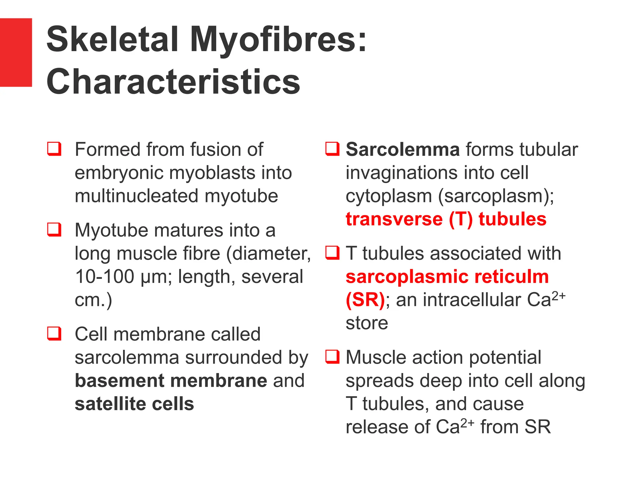 5.Muscle tissue.pptx cell and tissue organization | PPTX