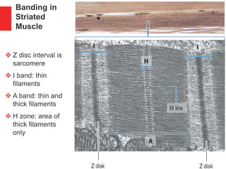 5.Muscle tissue.pptx cell and tissue organization | PPTX | Heart and ...