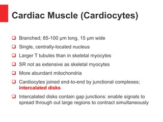 5.Muscle tissue.pptx cell and tissue organization | PPTX | Heart and ...
