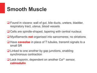 5.Muscle tissue.pptx cell and tissue organization | PPTX