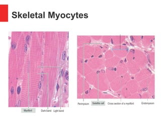 5.Muscle tissue.pptx cell and tissue organization | PPTX | Heart and ...