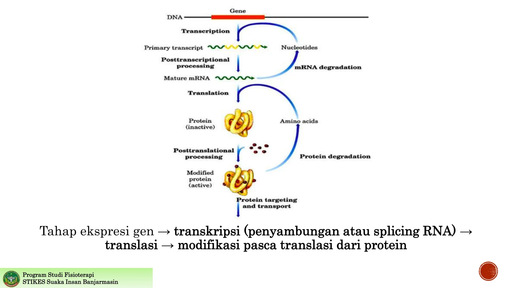 MATERI BIOLOGI MOLEKULER - REPLIKASI DNA & EKSPRESI GEN.pptx