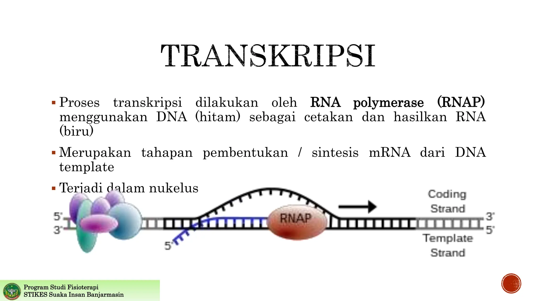 MATERI BIOLOGI MOLEKULER - REPLIKASI DNA & EKSPRESI GEN.pptx