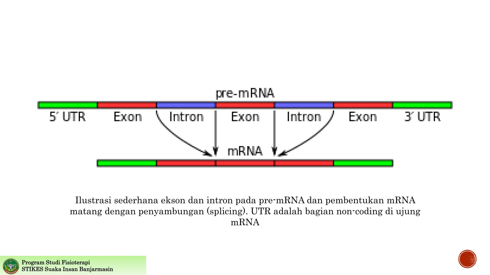 MATERI BIOLOGI MOLEKULER - REPLIKASI DNA & EKSPRESI GEN.pptx