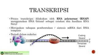 MATERI BIOLOGI MOLEKULER - REPLIKASI DNA & EKSPRESI GEN.pptx