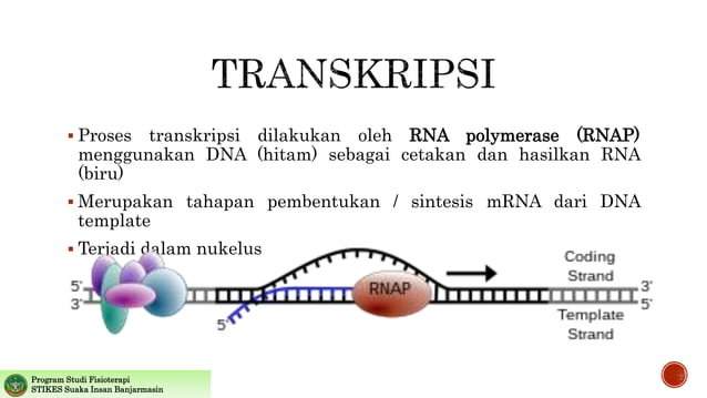 MATERI BIOLOGI MOLEKULER - REPLIKASI DNA & EKSPRESI GEN.pptx