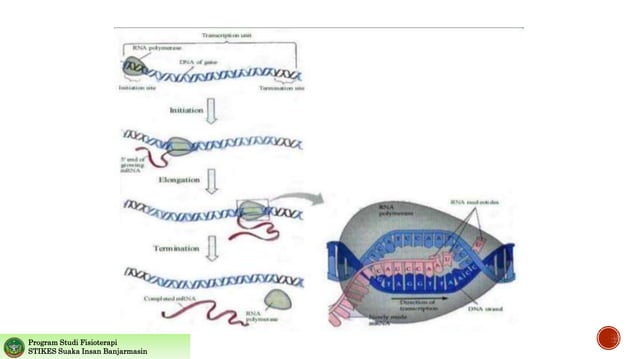 MATERI BIOLOGI MOLEKULER - REPLIKASI DNA & EKSPRESI GEN.pptx