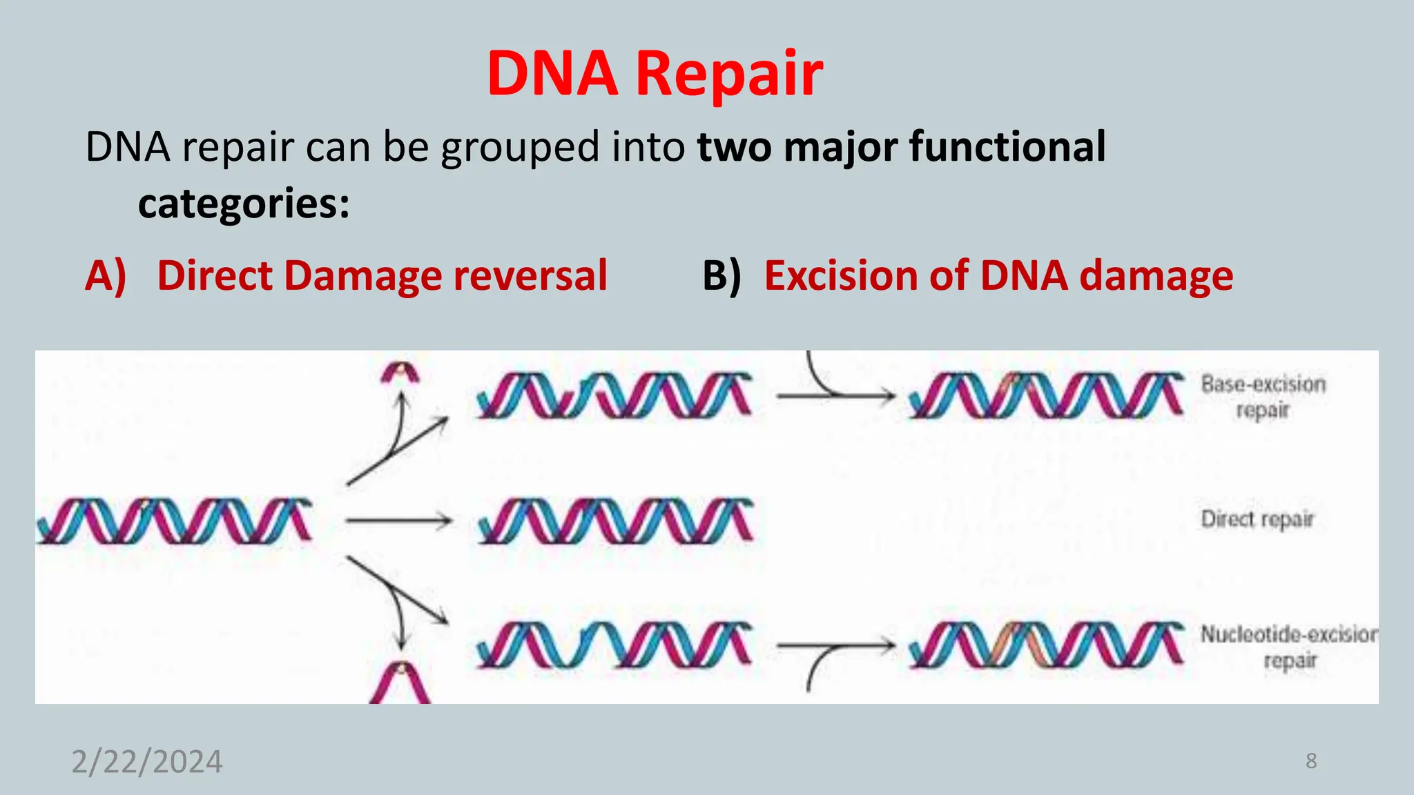 DNA damage and repair mechanism | PPTX