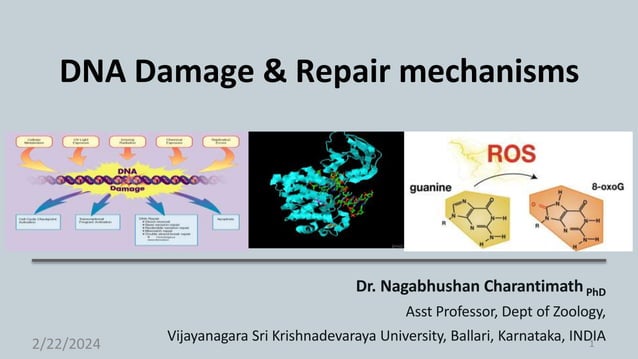 DNA damage and repair mechanism | PPTX