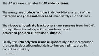 DNA damage and repair mechanism | PPTX