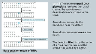 DNA damage and repair mechanism | PPTX