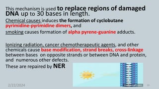 DNA damage and repair mechanism | PPTX