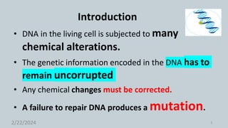 DNA damage and repair mechanism | PPTX