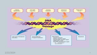 DNA damage and repair mechanism | PPTX