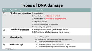 DNA damage and repair mechanism | PPTX