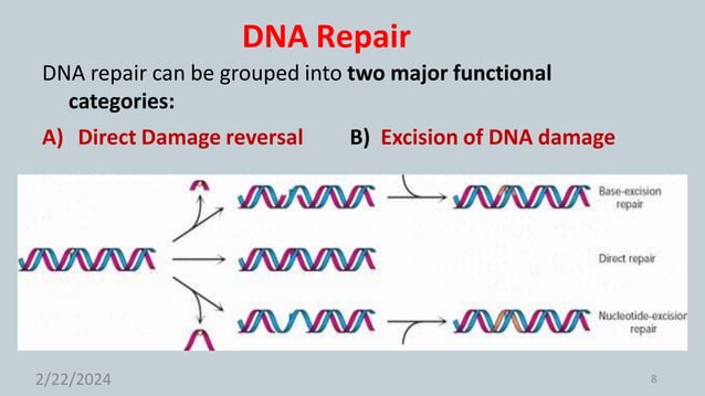 DNA damage and repair mechanism | PPTX