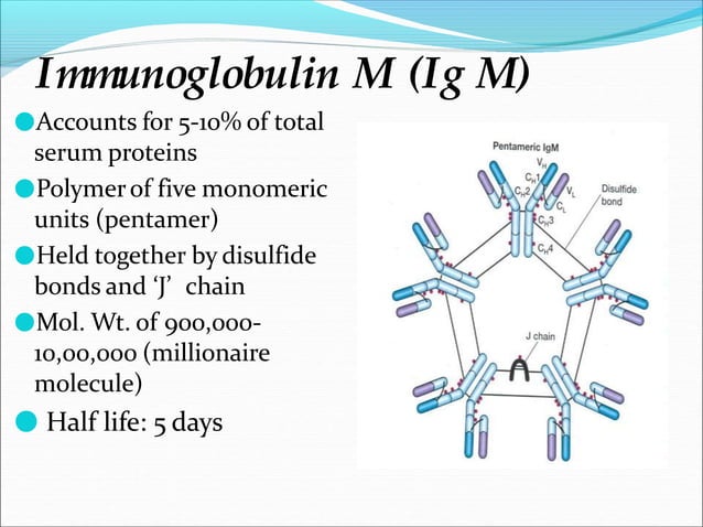 5.ANTIBODY STRUCTURE AND FUNCTION (1).pptx