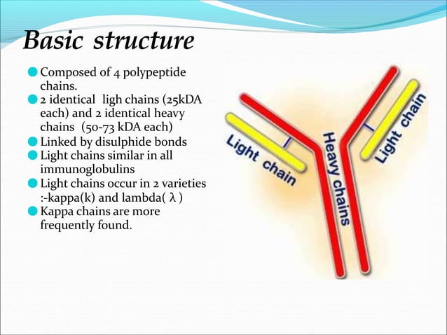 5.ANTIBODY STRUCTURE AND FUNCTION (1).pptx