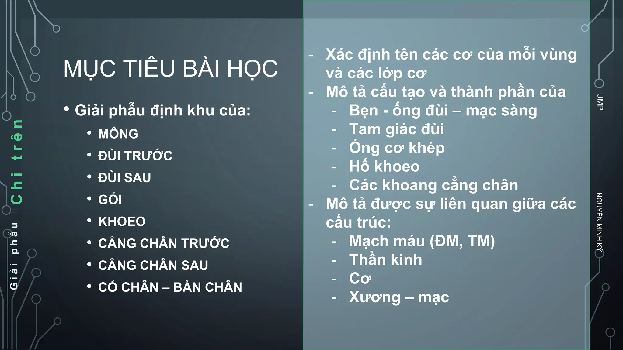 Giải phẫu chi dưới anatomy of lower limb. | PDF