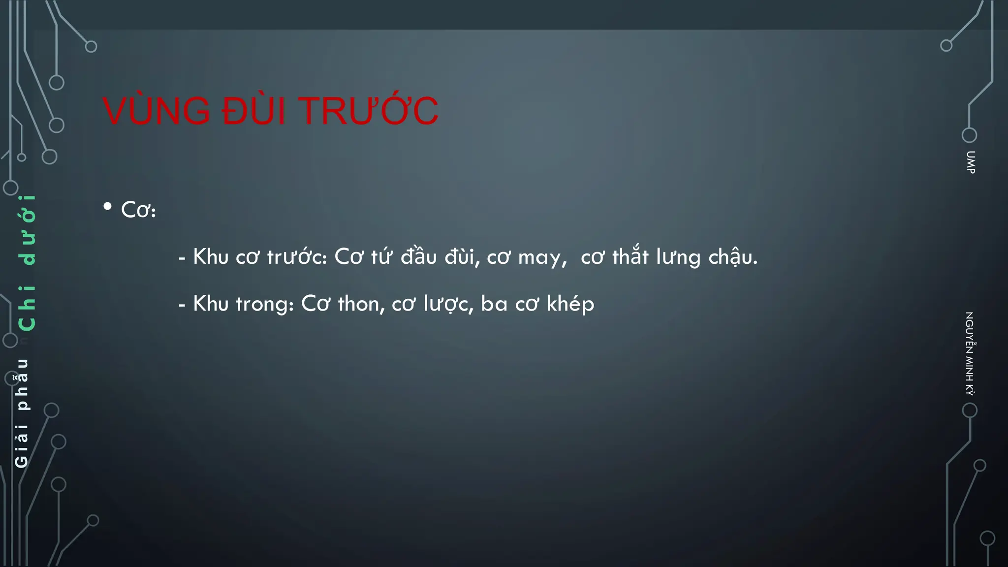 Giải phẫu chi dưới anatomy of lower limb. | PDF