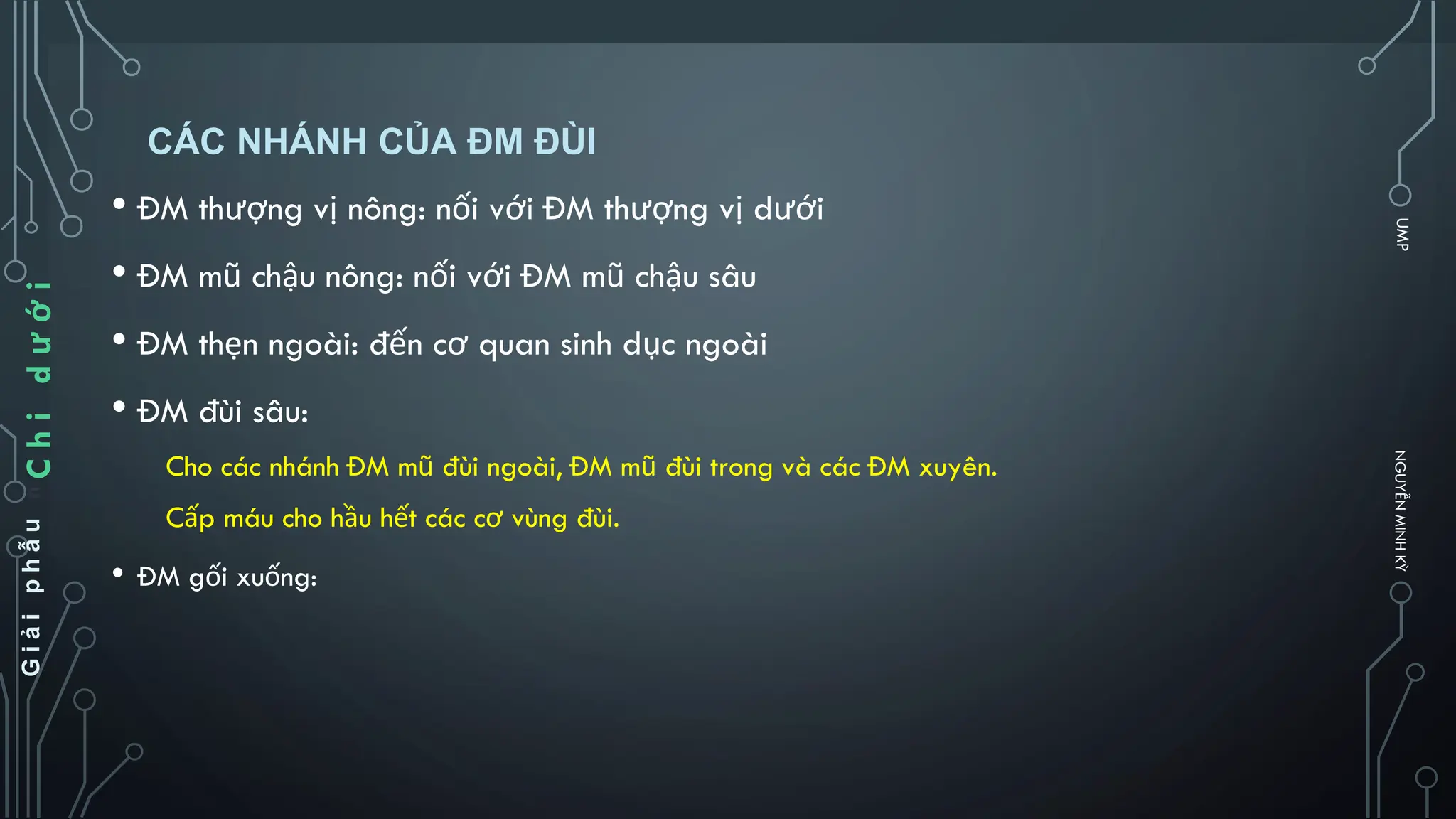 Giải phẫu chi dưới anatomy of lower limb. | PDF