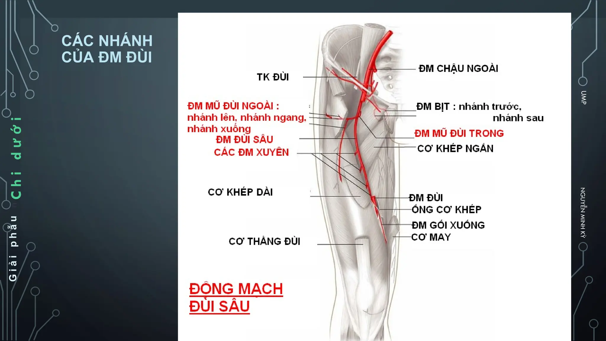 Giải phẫu chi dưới anatomy of lower limb. | PDF