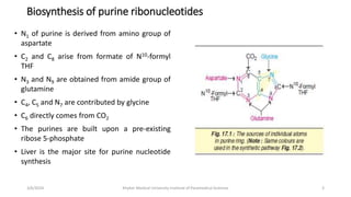Nucleotide metabolism .biochemistry lecture | PPT