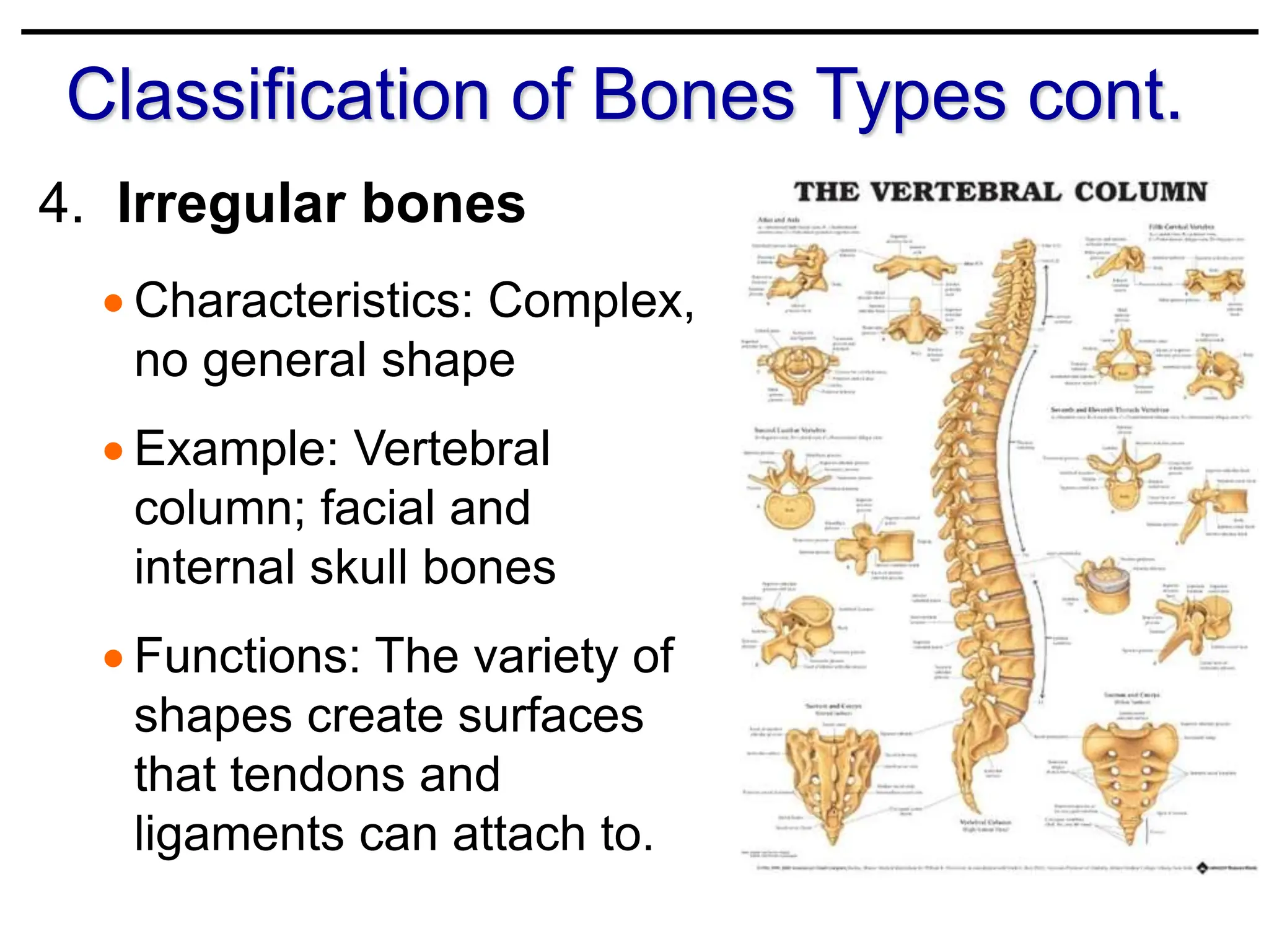 THE SKELETAL SYSTEM - The functions of bone Classification and structures of bones Axial ...