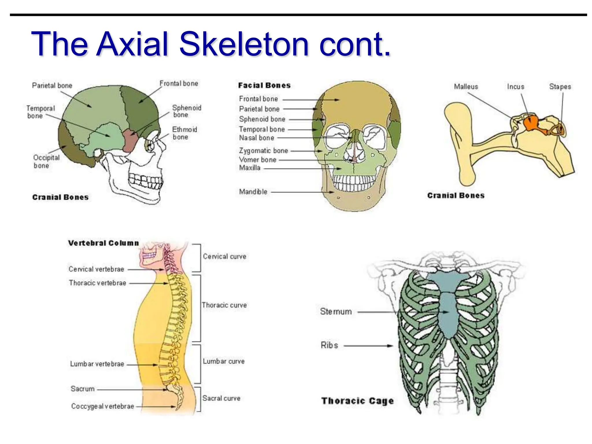 THE SKELETAL SYSTEM - The functions of bone Classification and structures of bones Axial ...