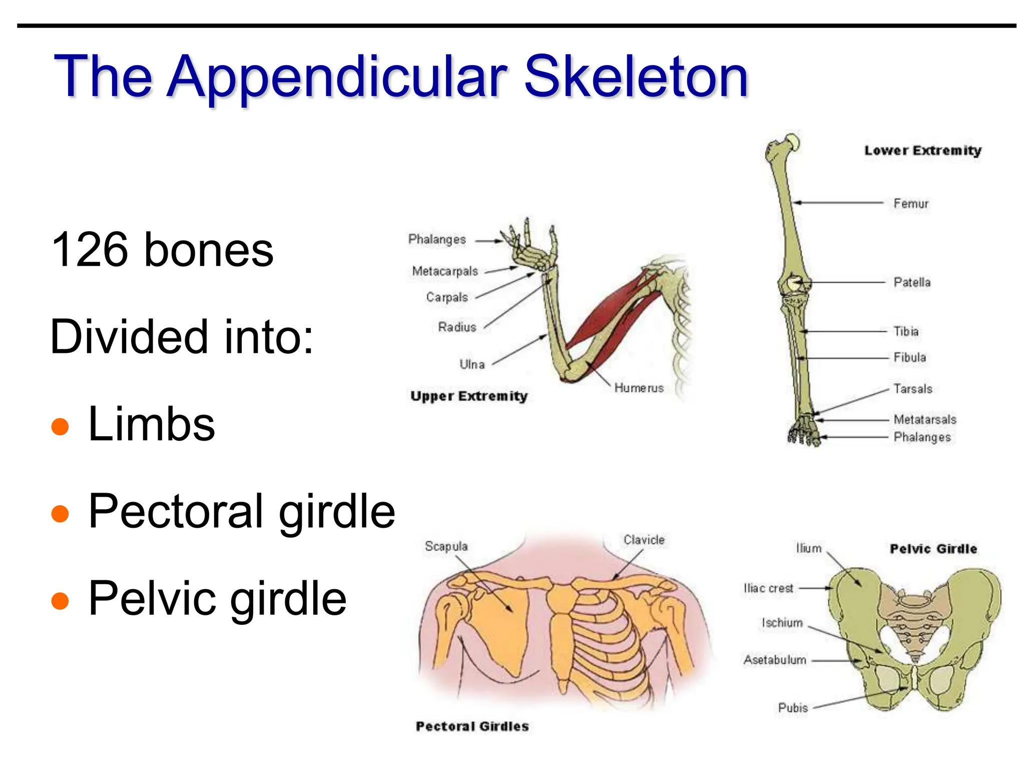 THE SKELETAL SYSTEM - The functions of bone Classification and structures of bones Axial ...