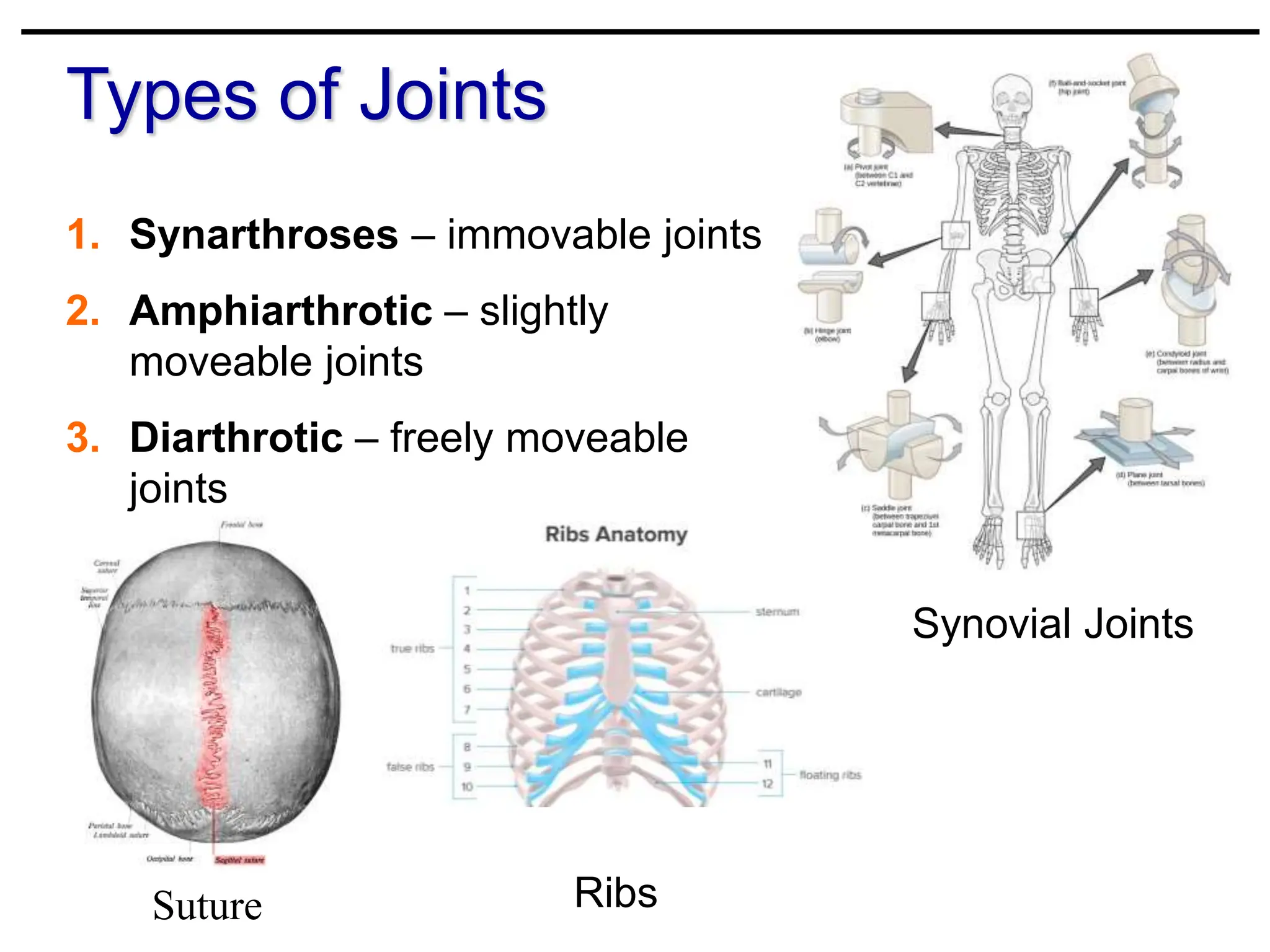 THE SKELETAL SYSTEM - The functions of bone Classification and ...